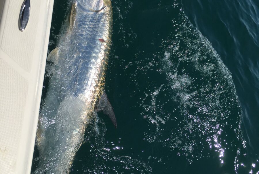 Fineline Fishing Charters with Captain Jim Ross + Captain Justin Ross ...
